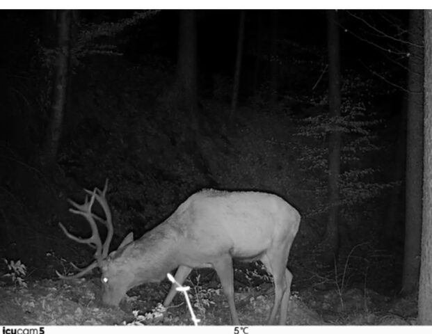 Caméra de chasse ICU Cam5 Standard – SCV SA